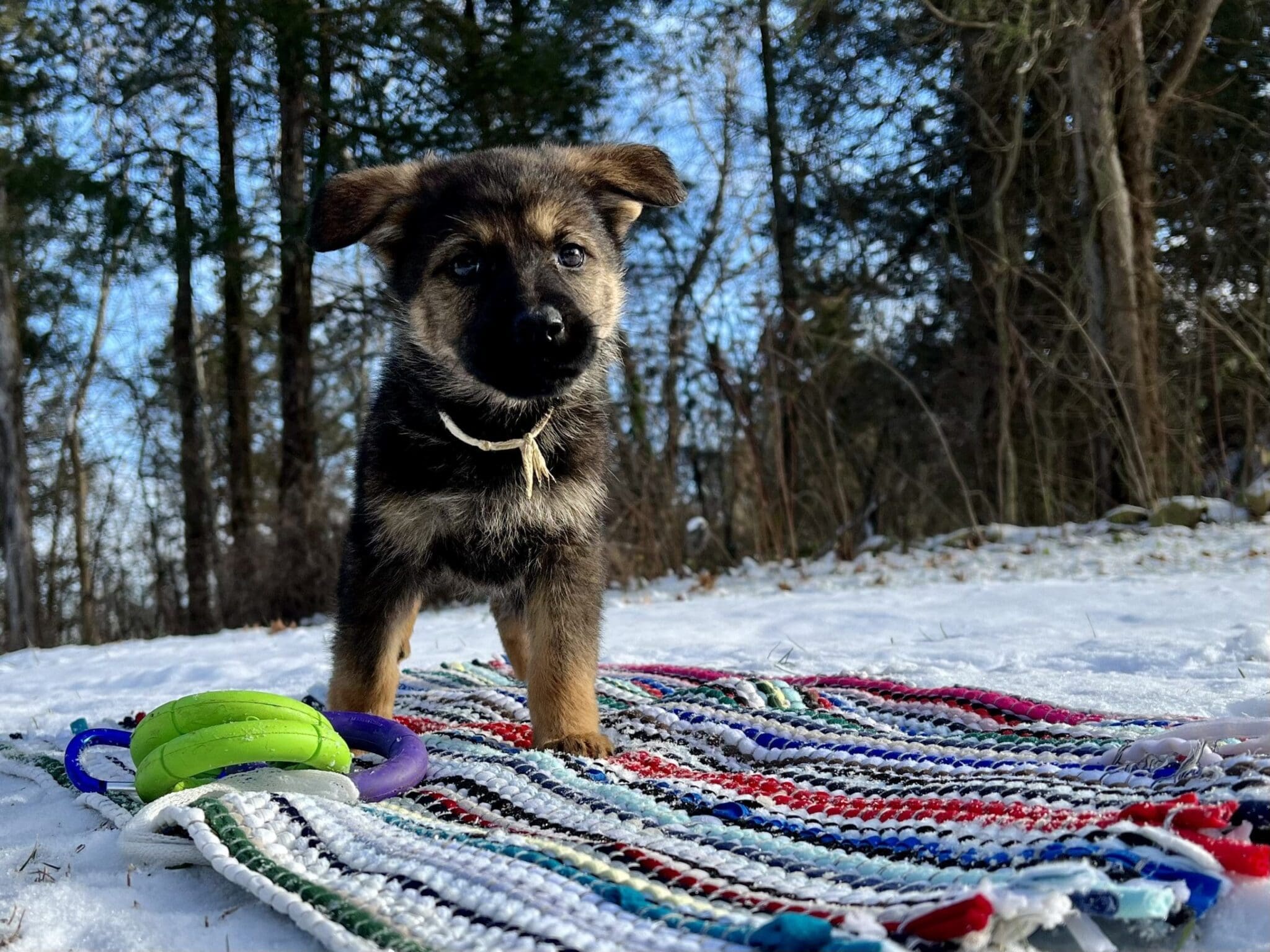 F Litter F Litter Puppies - Bluegrass Country German Shepherds