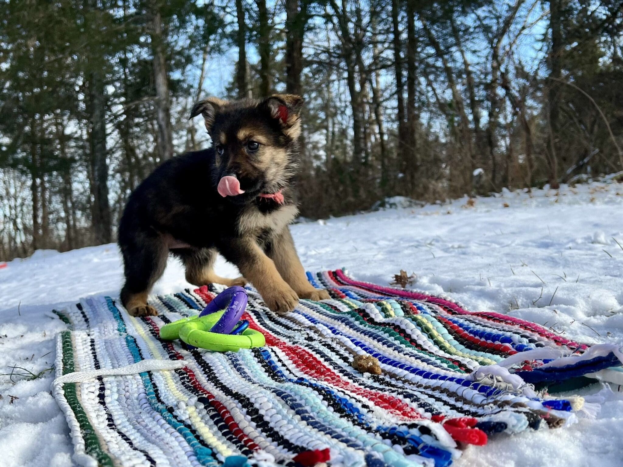 F Litter F Litter Puppies - Bluegrass Country German Shepherds