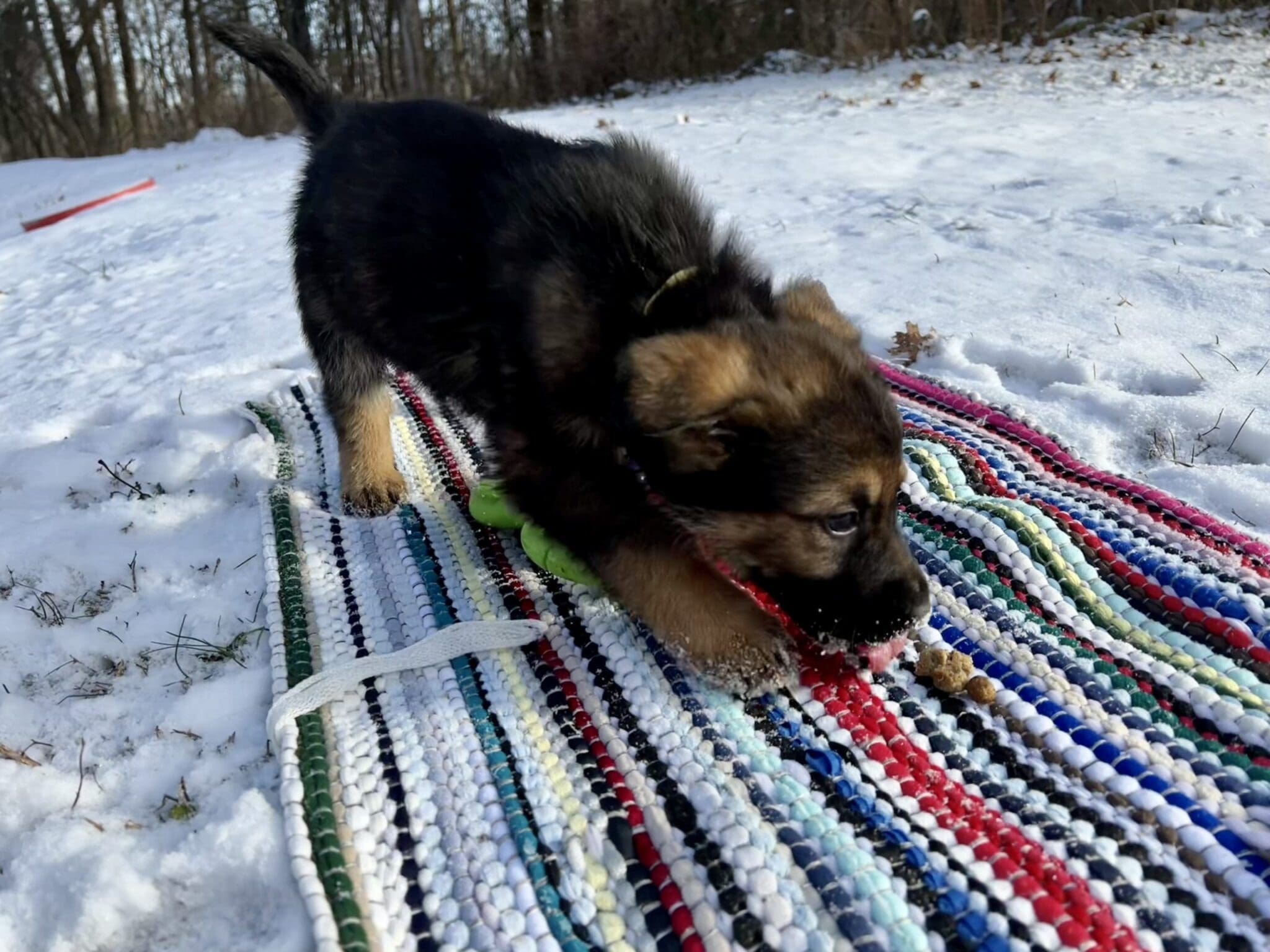 F Litter F Litter Puppies - Bluegrass Country German Shepherds