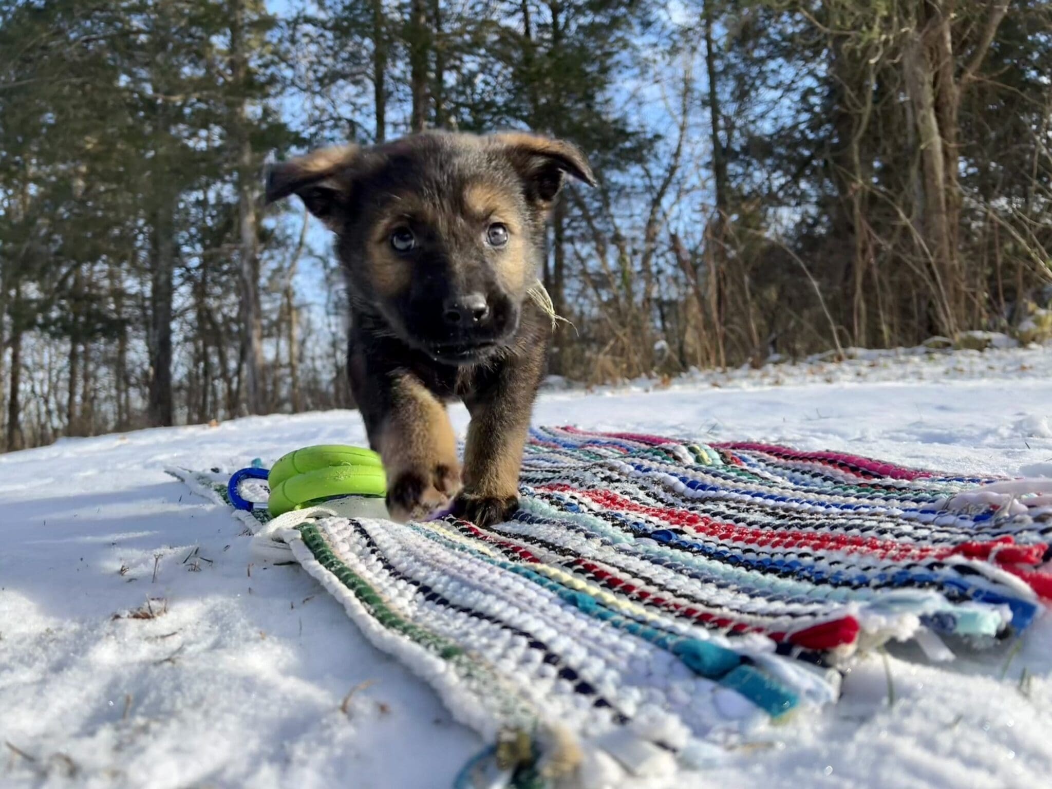 F Litter F Litter Puppies - Bluegrass Country German Shepherds