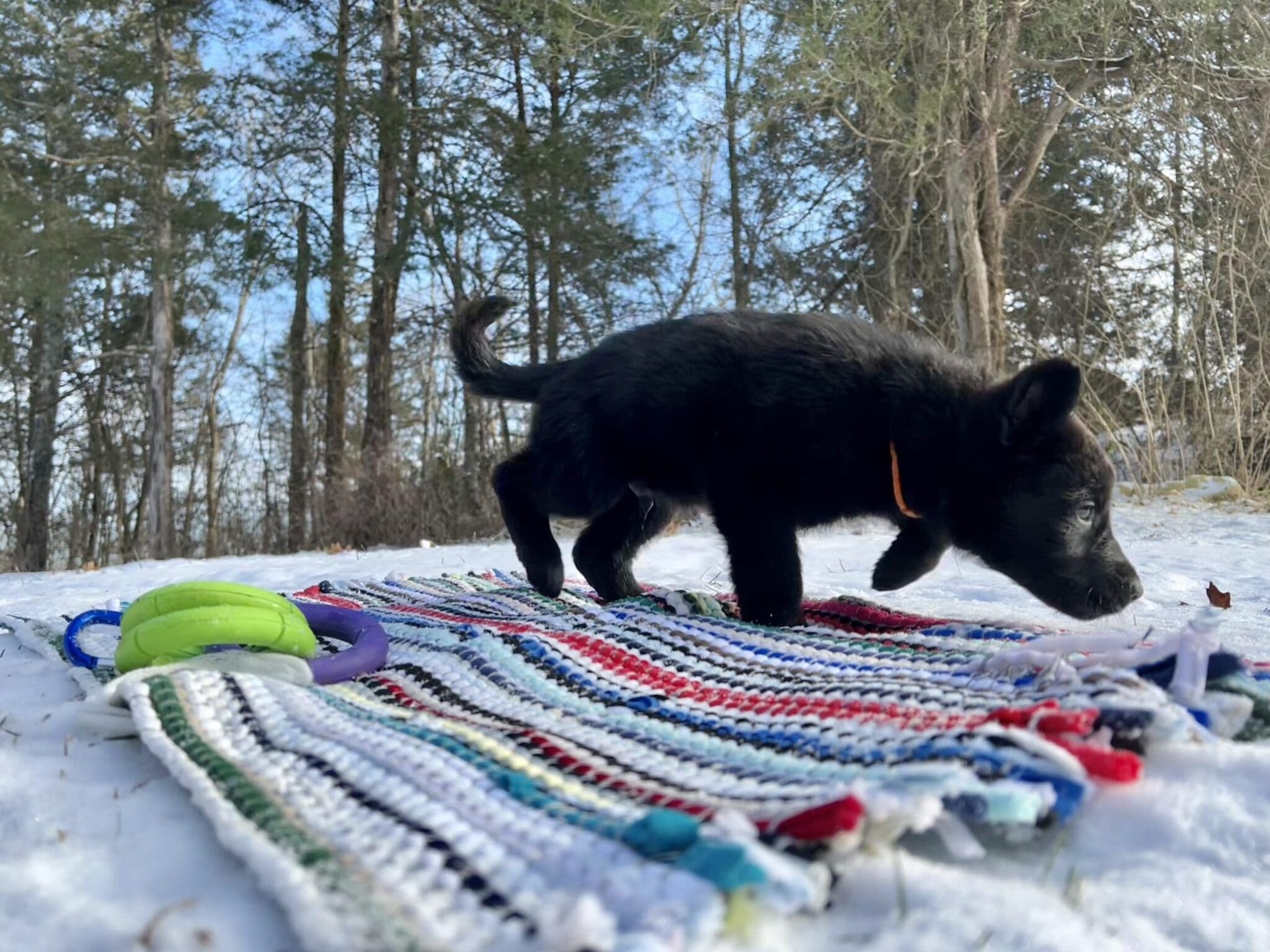F Litter F Litter Puppies - Bluegrass Country German Shepherds